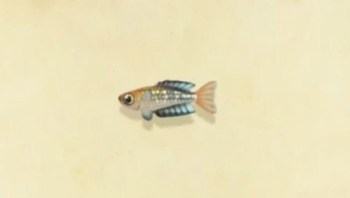 Animal Crossing New Horizons Rainbowfish: How to Catch, Sell Price