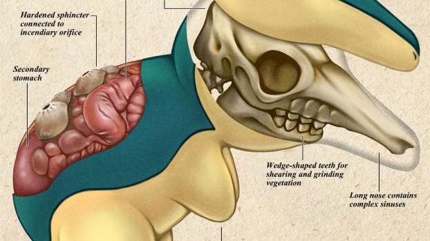 A Biologist Made Some Horrifying Pokemon Anatomical Illustrations