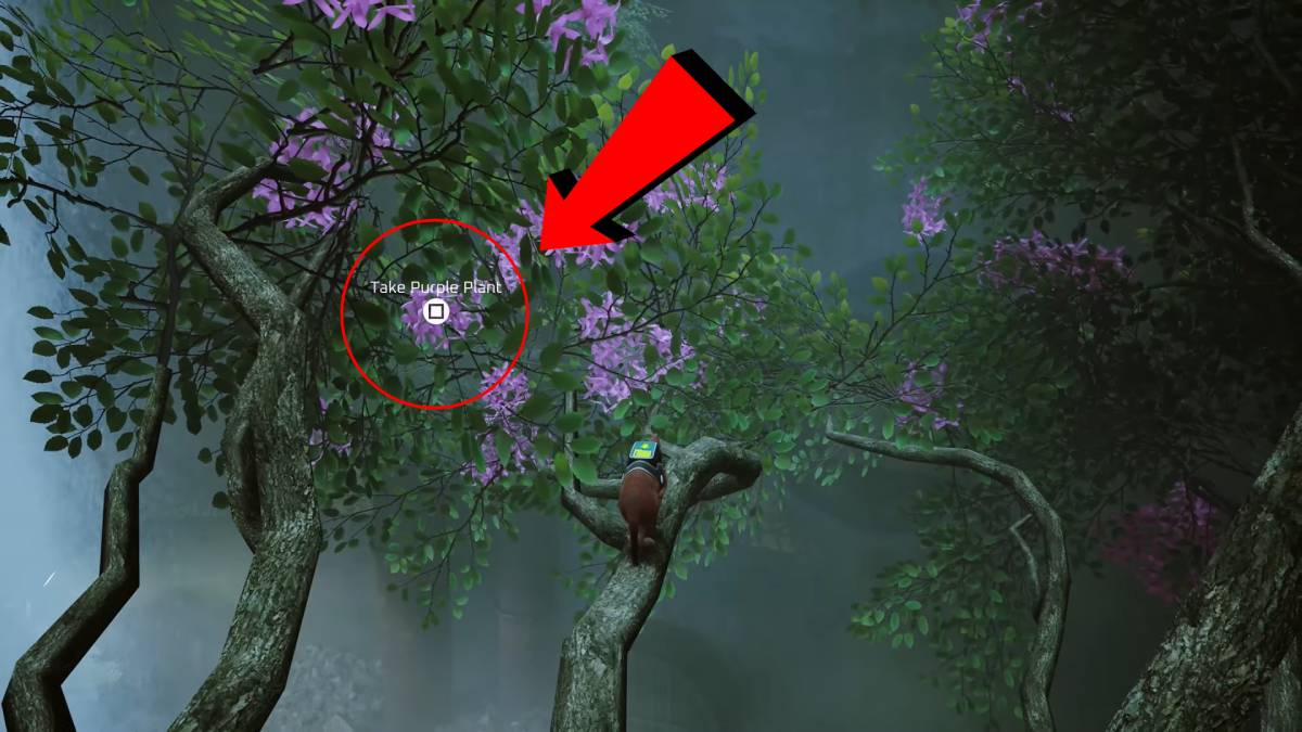 Stray Flower Locations: Where to Find Red, Yellow & Purple Plants for ...