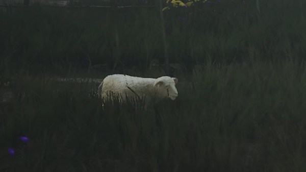 How to Get Sheep in Manor Lords Explained - Twinfinite